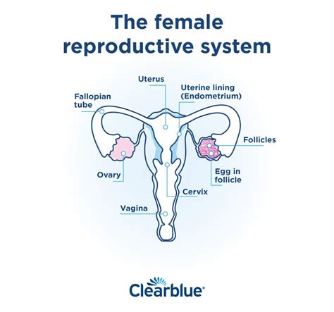 Cervix Ovulation