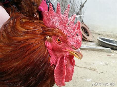 第一次帶城裡女友回農村老家，母親燉了一隻土雞，女友卻當場翻臉 每日頭條