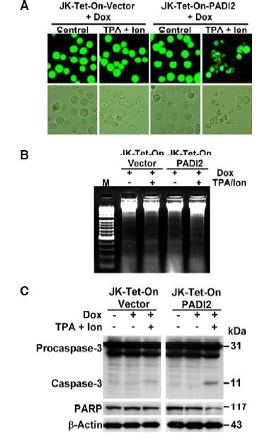 Overexpression Of Padi2 Induces Apoptosis Of Activated Jurkat Cells