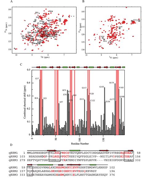 Figure 1 From Nmr Structure Of The Three Quasi Rna Recognition Motifs