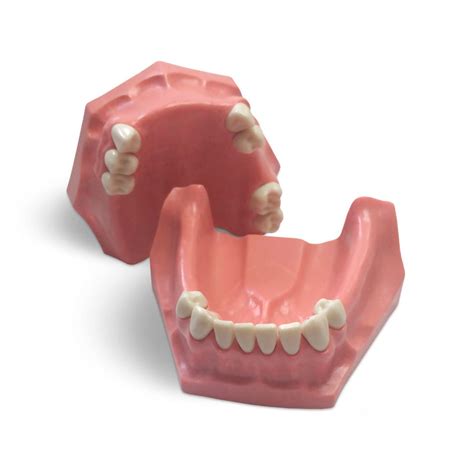 Modelo anatômico de dentição E01 P GF DENTAL para procedimentos
