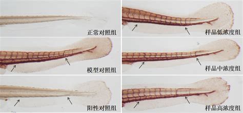 斑马鱼生化指标分析 斑马鱼模型实验 环特斑马鱼技术平台