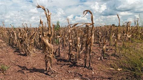 Siete Millones De Hectáreas En Argentina Se Encuentran En Categoría De