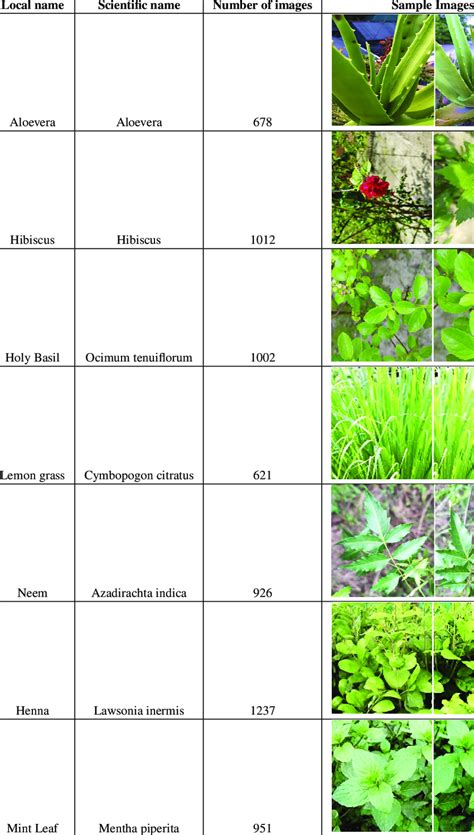 Medicinal Plant Species Dataset Information With Sample Images