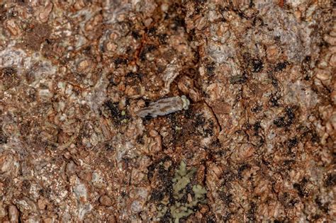 Psocodea Images Free Download On Freepik
