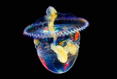 Fictional Architecture Luminescent Sea Life And Your Friends