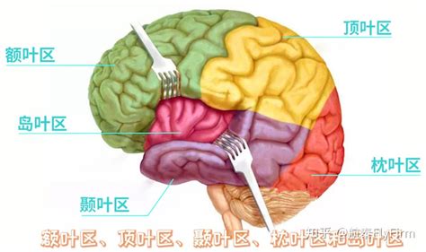 6 我们大脑的顶叶区掌管些什么功能呢？ 知乎