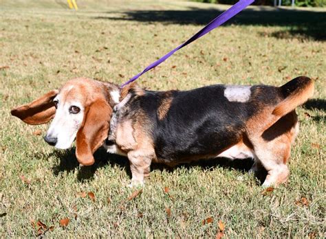 Female Basset Hounds Basset Hound Rescue Of Georgia Inc