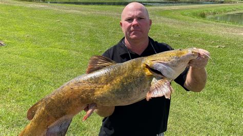 Flathead Catfish Discovered In The Ogeechee River