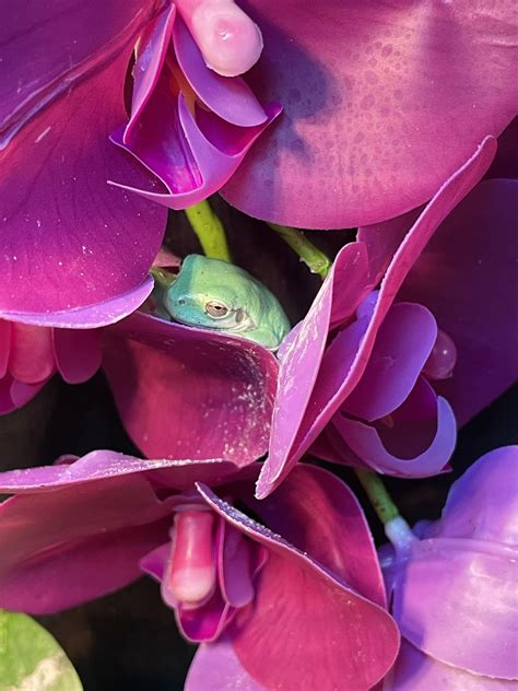 My New Dumpy Babies Give Me Cute Aggression Bc Theyre So Flipping