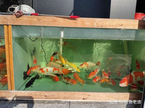 因为水质问题导致的观赏鱼病，原因大致有四种，我们需要谨慎对待 知乎