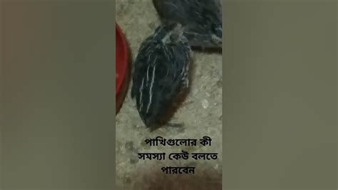 পাখি গুলোর কী সমস্যা হইছে কেউ জানলে একটু বলিয়েন। কী ঔষধ খাওয়াতে হবে Youtube