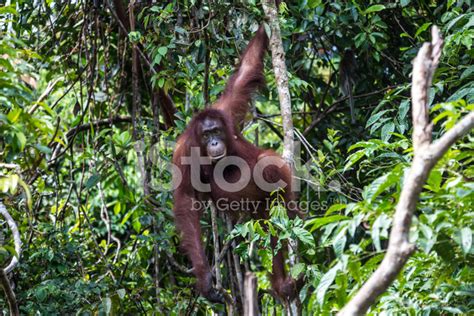 Orang Utan Sitting In The Tree Stock Photo Royalty Free FreeImages