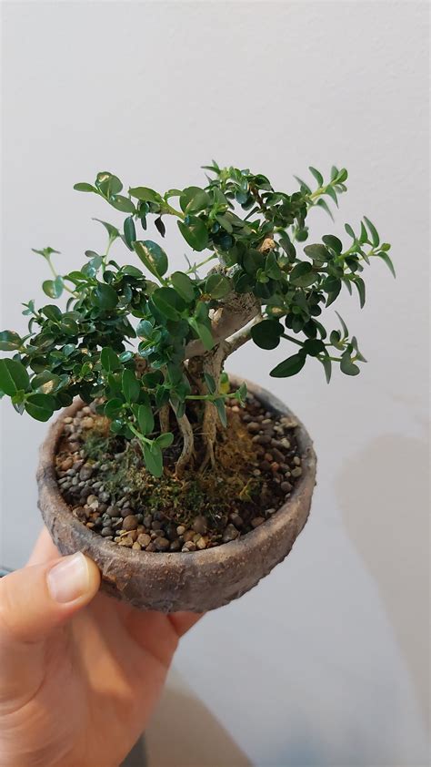 Bonsai Tree Identification Rplantidentification