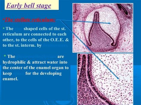 Oral Histology Tooth Development