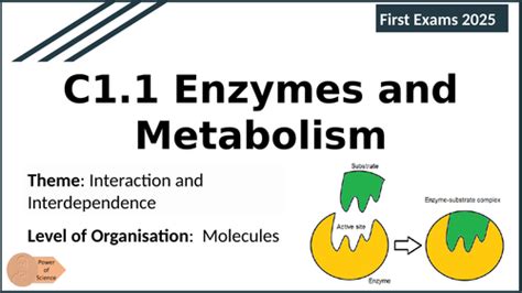 Ib Biology C11 Enzymes And Metabolism Ib Diploma First Exams 2025