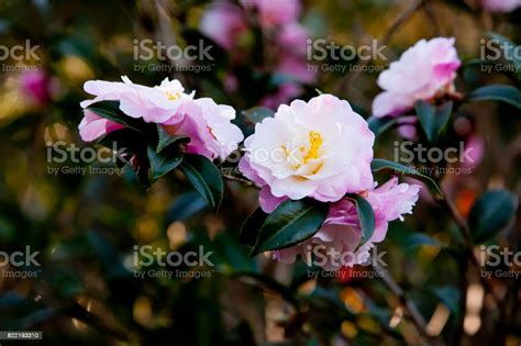 Theaceae 동백 X Vernalis스타 일반 이름 위에 스타의 아름 다운 섬세 한 핑크 꽃 0명에 대한 스톡 사진 및 기타