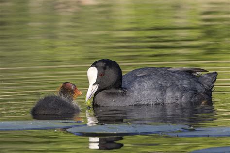 Duck Bird Ducklings Free Photo On Pixabay Pixabay