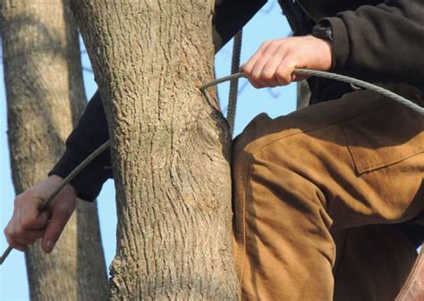 Cabling And Bracing Kaiser Tree Preservation Co