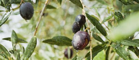 Oliva Di Gaeta Local Olive From Province Of Latina Italy
