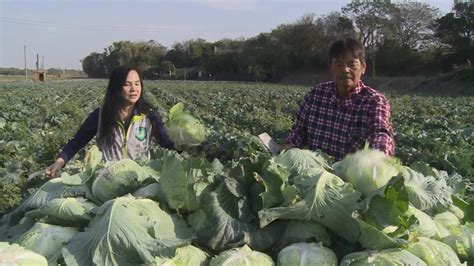 暖冬豐收苦了菜農高麗菜1顆10元自採 民代警消認購捐公益｜四季線上4gtv