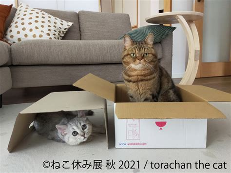 【来場者数100万人突破】snsで話題の猫写真and猫グッズが大集合する「ねこ休み展」秋の新作展が918～名古屋で開催 株式会社