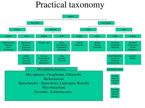 Ppt Classification Nomenclature Taxonomy Identification Powerpoint Presentation Id 3091962