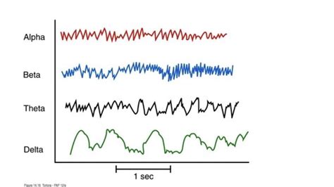 Nap2 4b Brain Waves Sensation Receptors Flashcards Quizlet