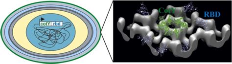 Bacillus Subtilis Spores Displaying Rbd Domain Of Sars Cov 2 Spike Protein Pmc