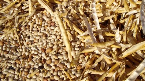 Fagiolina Del Trasimeno Agro Biodiversità Parco 3a