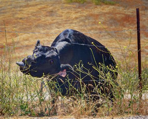 Greener Grass Cow Photograph By Nikolyn Mcdonald Fine Art America