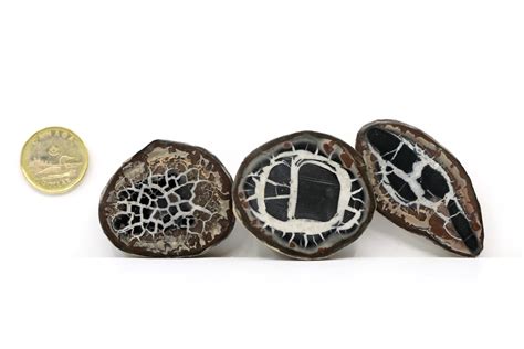 Septaria Nodule Mineral Specimen Terra Rock Shop