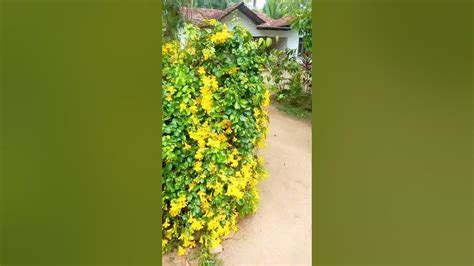 අද උදේ නැගිට්නකොට දැක්ක ලස්සනම දේ කහ මල්🌼🌼🌼☘️☘️ Srilanka Subscribe Shorts Youtube