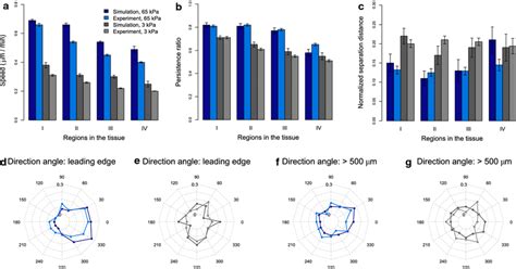 Measurements To Analyze The Collective Cell Migration Ac The Cell