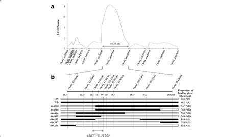 Quantitative Trait Locus Qtl Analysis Of Qbk1 Wd Using Recombinant Download Scientific