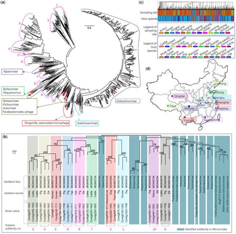 Phylogenetic Diversity Of Microviridae A Phylogenetic Tree Based On Download Scientific
