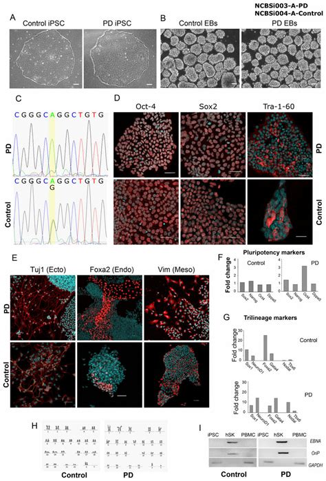 Characterization Of The Pd And Control Ipscs Download Scientific Diagram