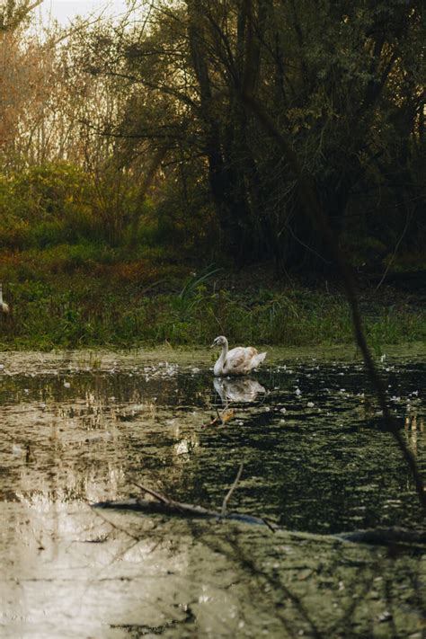 Free Picture Bird Swan Offspring Swamp Feather Ecosystem Natural Habitat Water Nature