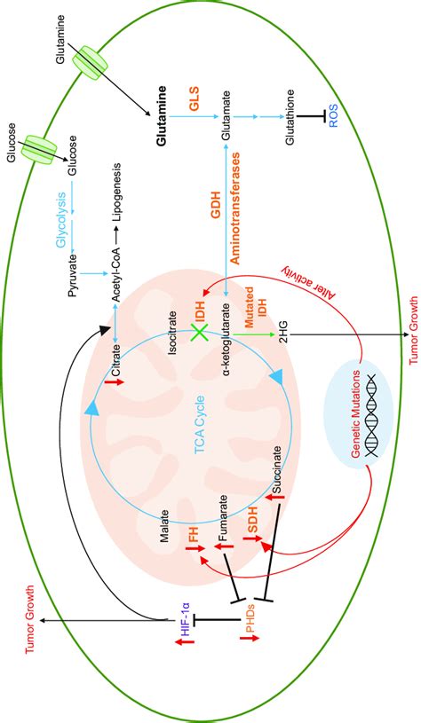 Cancer Cells Exhibit Mutations In Tca Cycle Enzymes Sdh Succinate