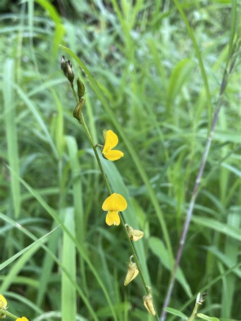 Crotalaria Linifolia EFlora Of India
