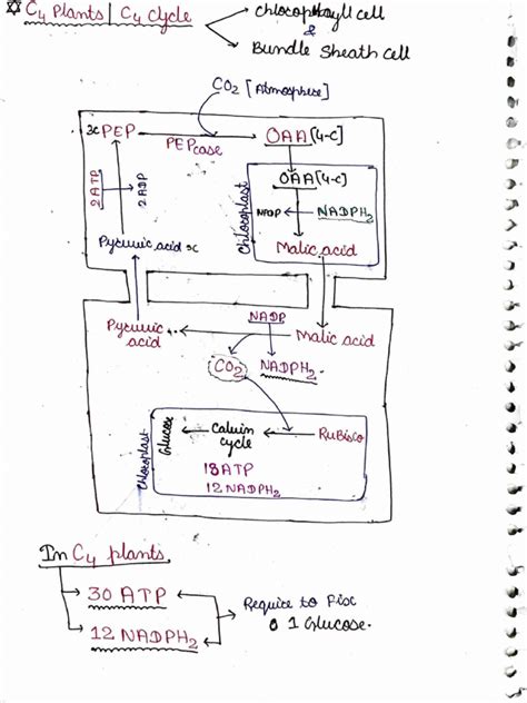 C4 Cycle Pdf