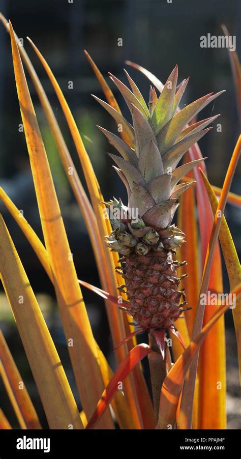 Mini Pineapple Growing In A Sweet Small Botanical Garden In Bang