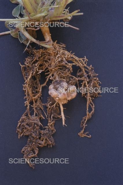 bluebonnet root nodules stock image science source images