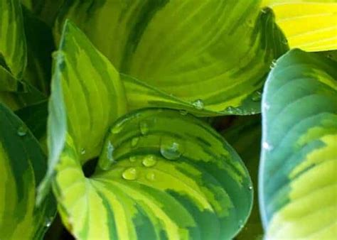 Types Of Hostas Exploring The World Of These Shade Loving Beauties
