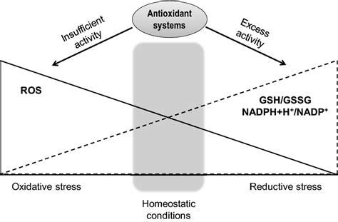Nrf2 Regulates Redox Balance In Homeostatic Conditions Basal Nrf2