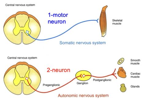Lecture Autonomic Ns Ansc Flashcards Quizlet