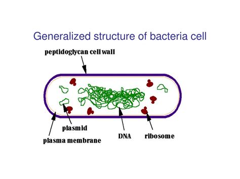 Ppt Bacteria Powerpoint Presentation Free Download Id1250541