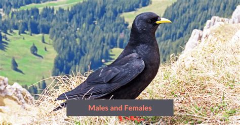 14 Interesting Black Birds With Yellow Beaks Birdwatching Nation