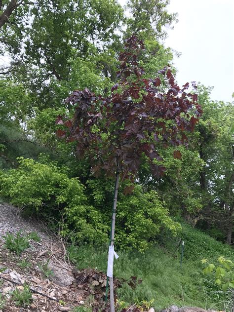 Save A Tree How To Bring A Broken Tree Back From The Grave Cache Valley Family Magazine