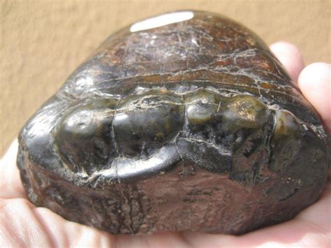 at auction exceptionally preserved stegodon fossil mo teeth 590 g